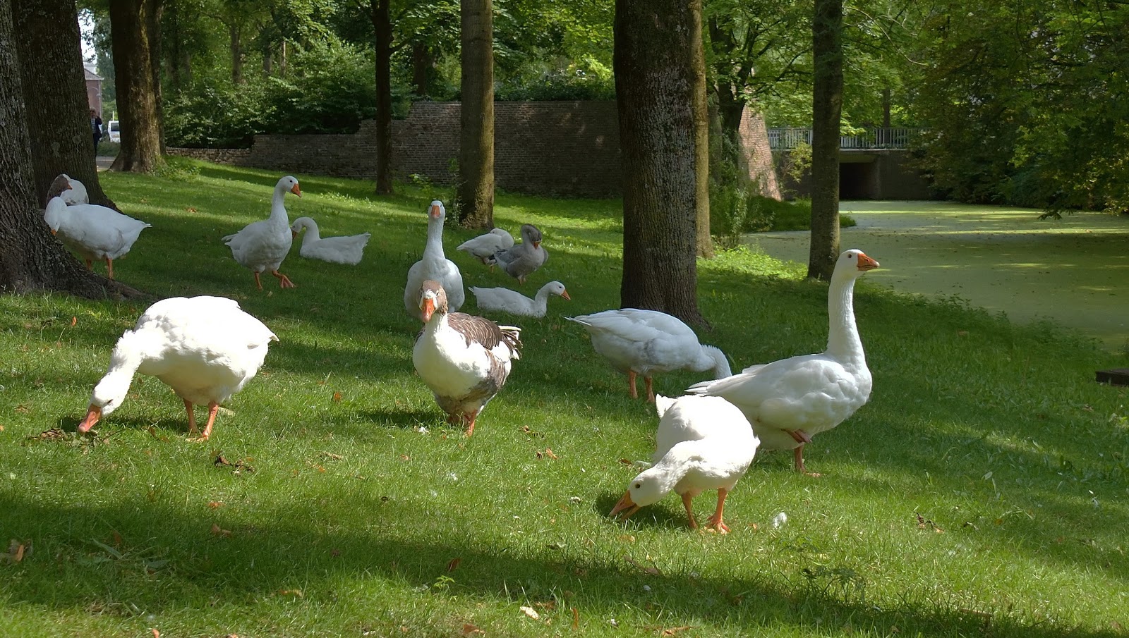 More Wings 'n Things: The Netherlands summer 2017: Geese