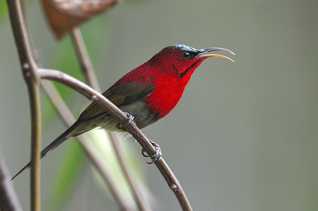 The Crimson Sunbird | Bird Information & Pictures | Beauty Of Bird