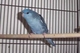 The Splendid Bourke Bird Blog: Cobalt Blue Linnie, Hand Fed and Rowdy