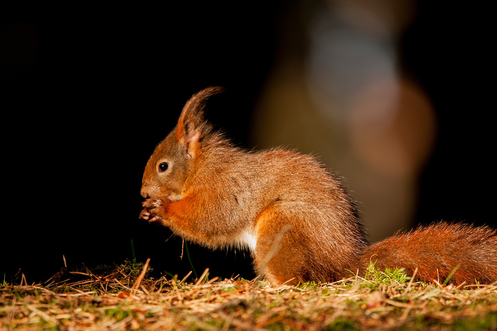 Staffordshire Wildlife And Nature Photography: A morning at Formby Red ...