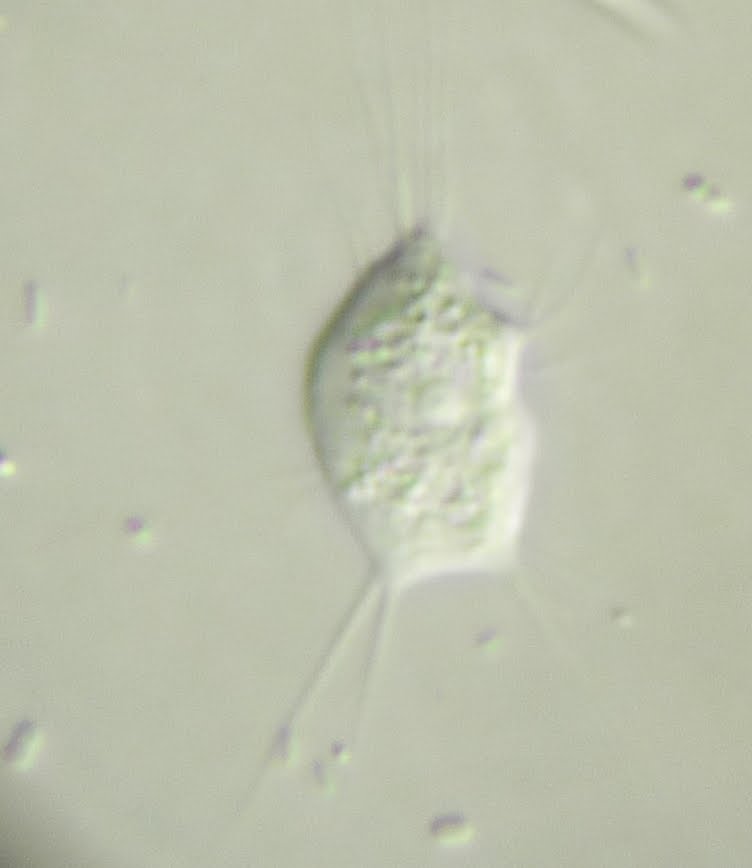 Skeptic Wonder: Out in the field: freshwater microforay picture dump