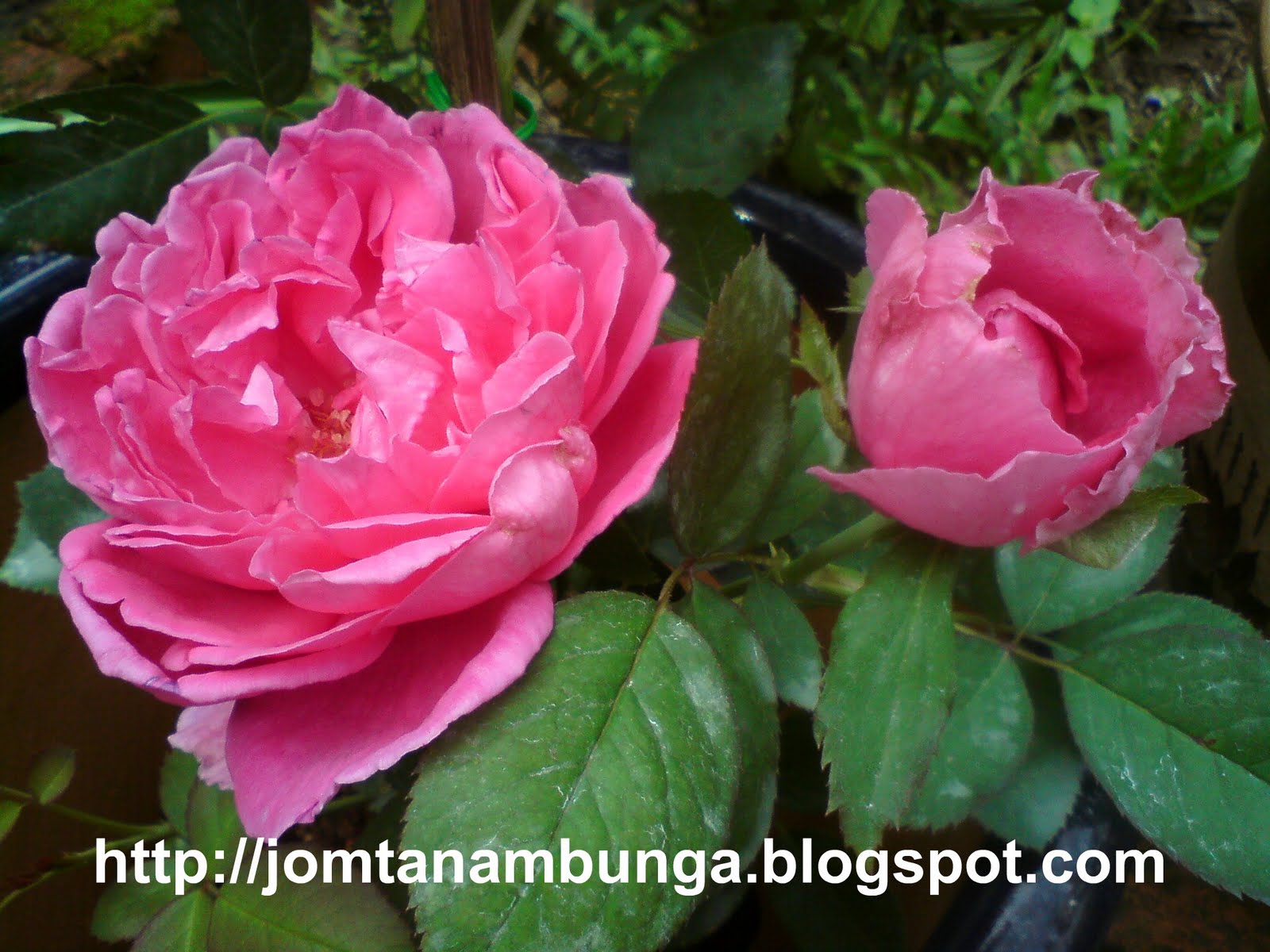 Jom Tanam Bunga: Bunga Ros Si Bunga Popular