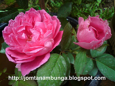 Jom Tanam Bunga: Bunga Ros Si Bunga Popular