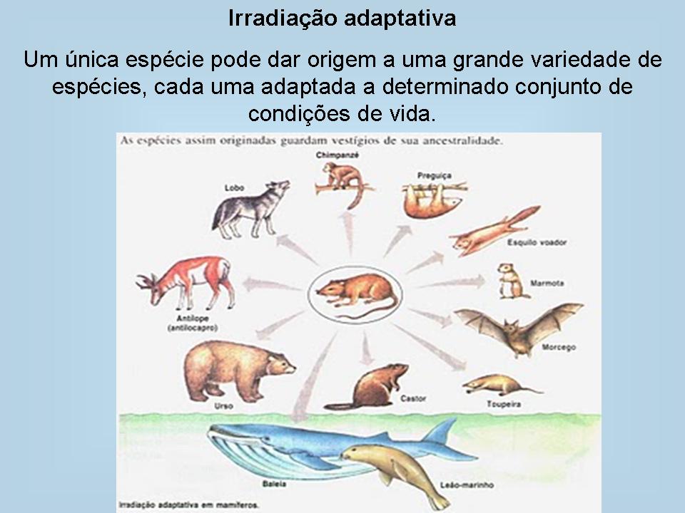 BIOLOGIA: Slides - Evidências da Evolução BIOLOGIA: Slides - Evidências da Evolução