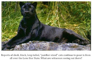 Texas Cryptid Hunter: Sightings of Black Panthers in Texas Continue ...