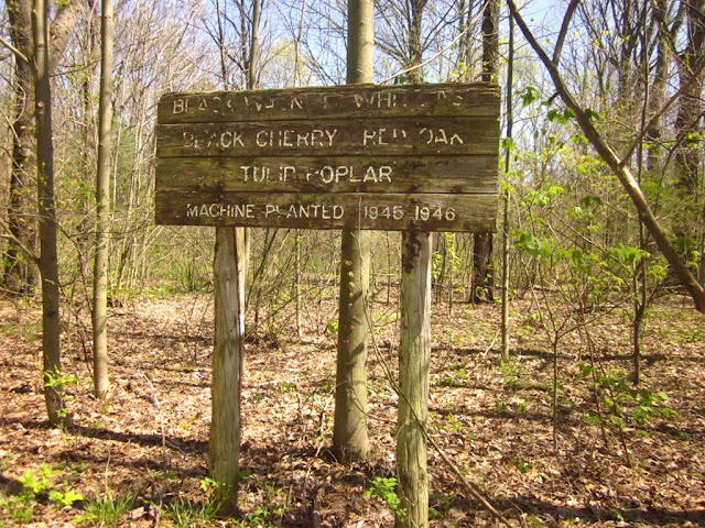 All about trees and plants: Southwest Michigan