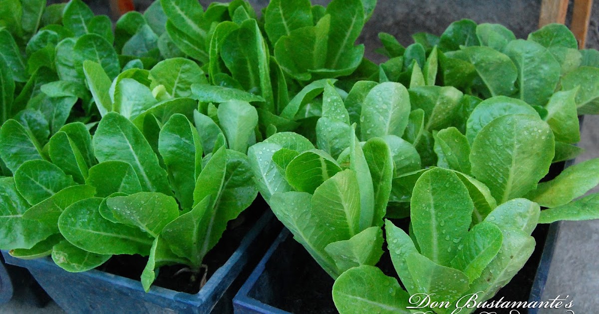 Don Bustamante's Rooftop Garden: Lettuce [Mini Romaine]
