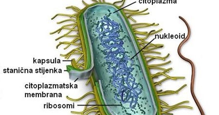 Instrukcije iz kemije i biologije: GRAĐA STANICE