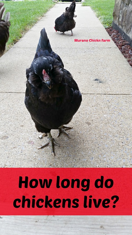 How long do chickens live? - Murano Chicken Farm