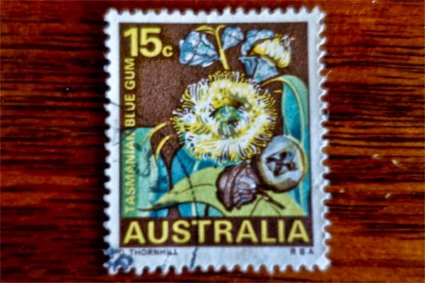 Let's go to Tasmania!: 15. Tasmanian floral emblem—Blue Gum