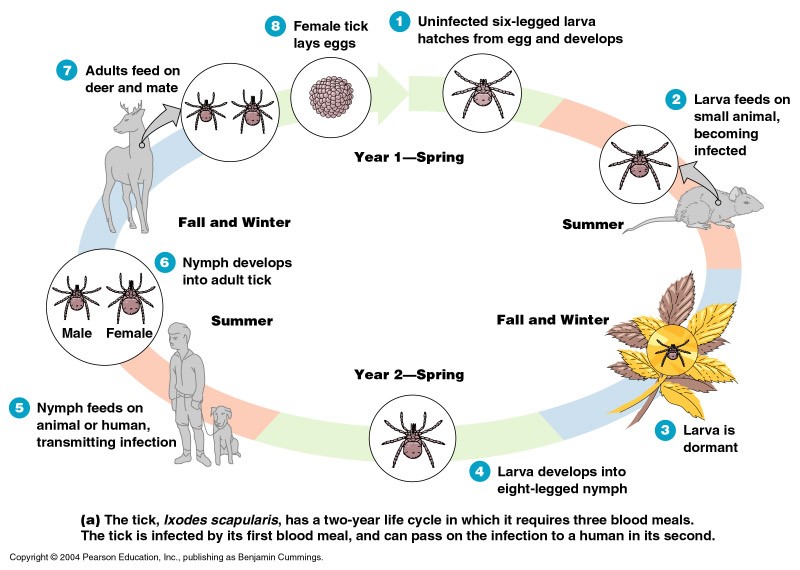 Lyme Alliance of the Berkshires: Everything You Need to Know About Ticks
