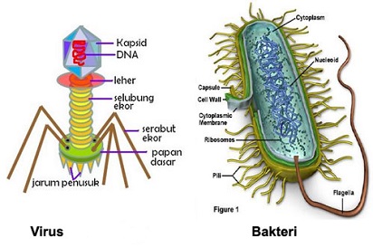 Perbedaan Demam Karena Bakteri Dan Virus Sudah Benar - Riset