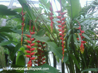 Mata Jalan: Heliconia Rostrata Atau Bunga Sepit Udang