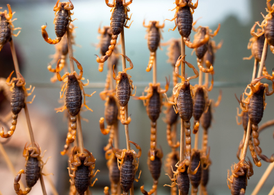 AJORBAHMAN'S COLLECTION: Edible Insects: Getting to the Good Stuff