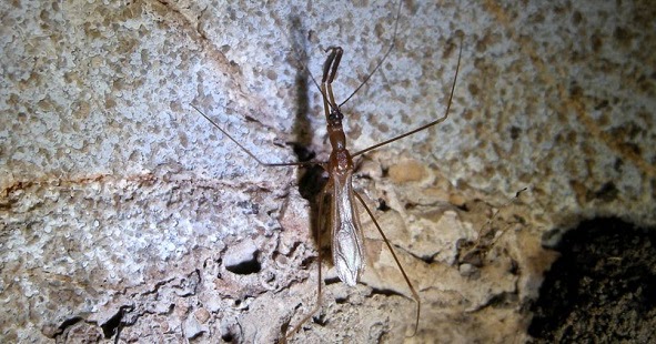 Nova espécie de insecto assassino descoberta em caverna no Arizona ...