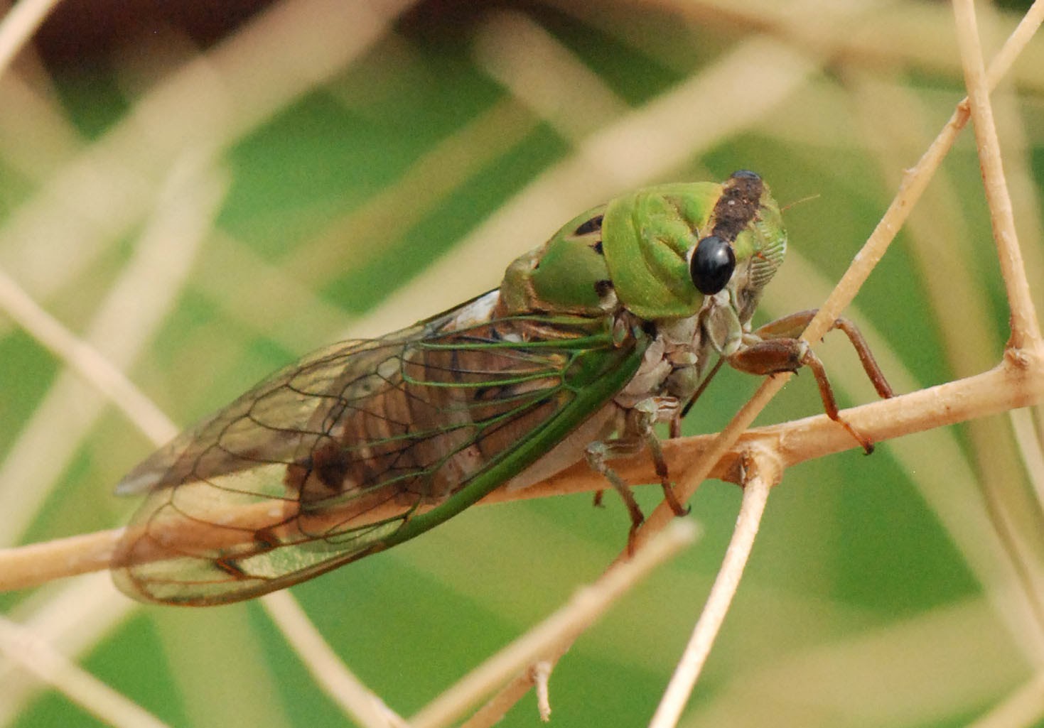 Gaia Garden: Insect Music: Cicada Songs
