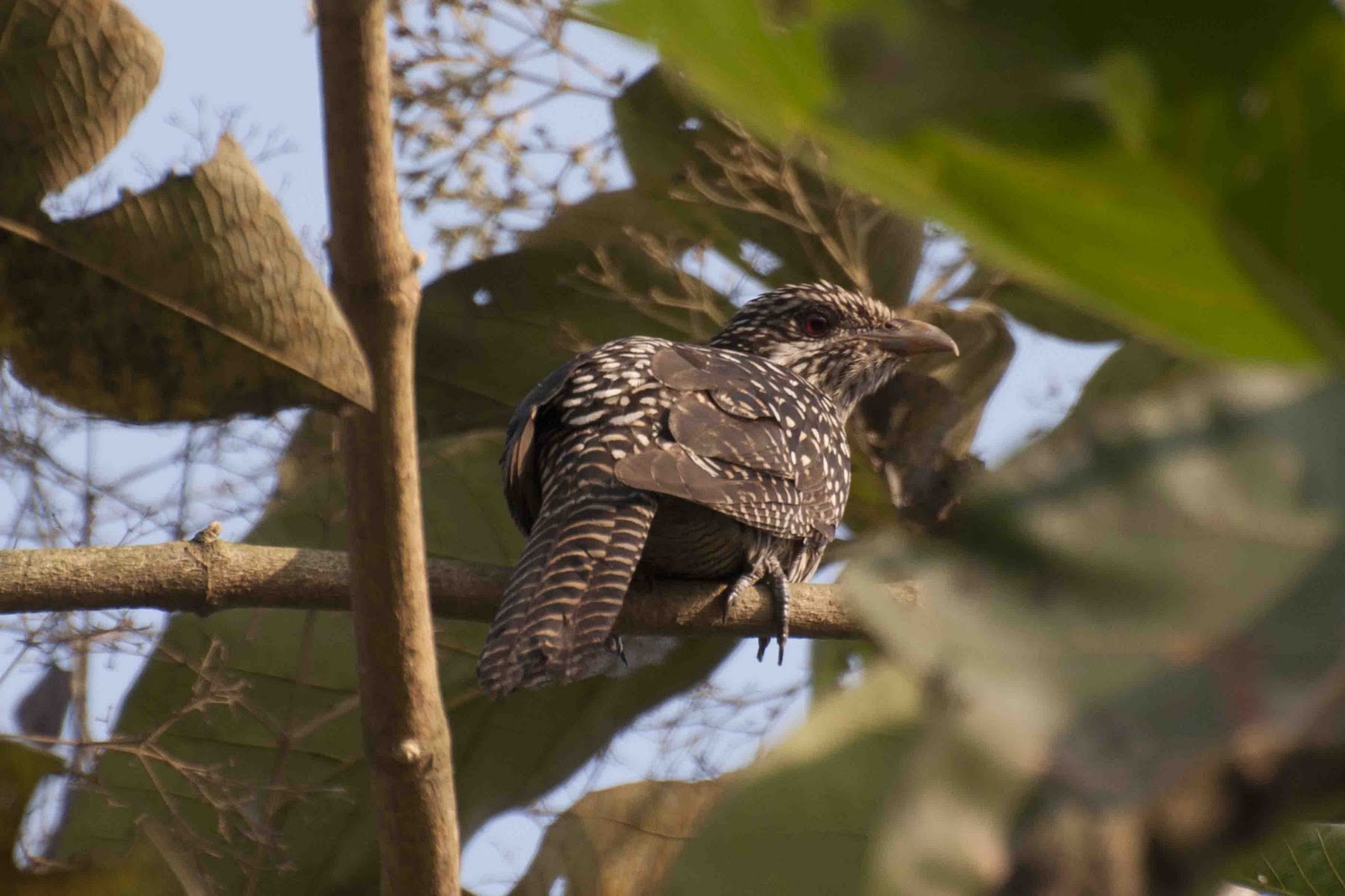 Eyes of "The Nature's Foundation": Banglar Pakhi