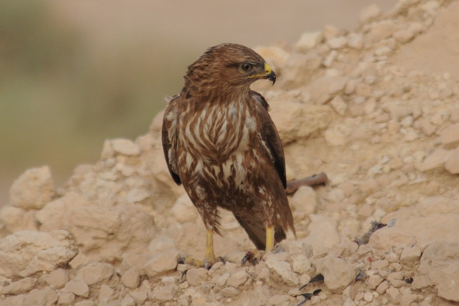 Birds of Saudi Arabia: Steppe Buzzard