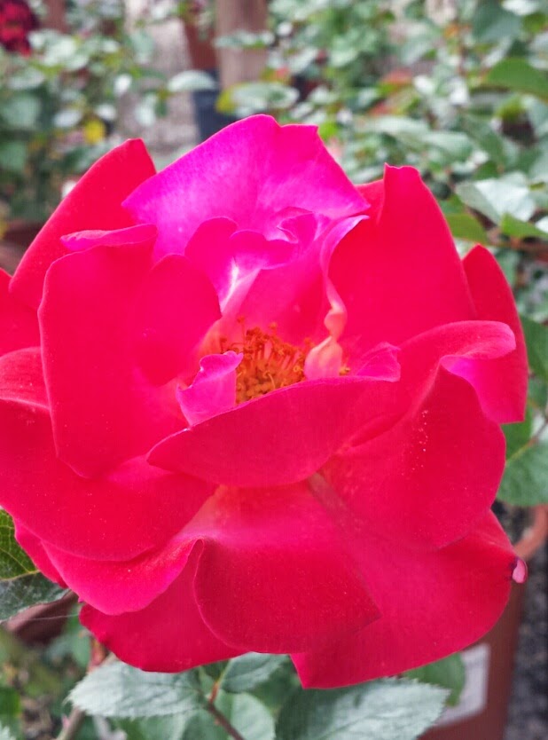 Star Nursery Blog: Desert Rose