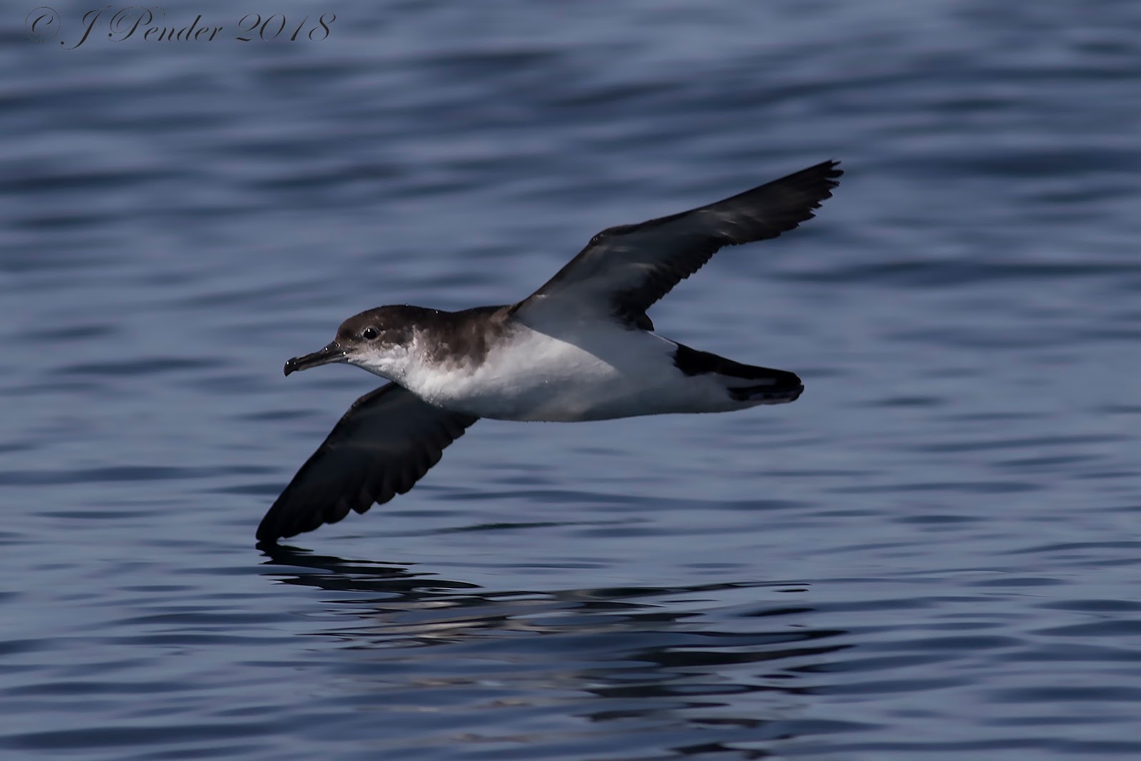 Joe Pender Wildlife Photography: Manx Shearwaters