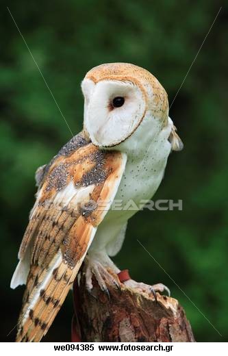 Κυνηγός: ΑΝΘΡΩΠΟΠΟΥΛΙ (Tyto alba)