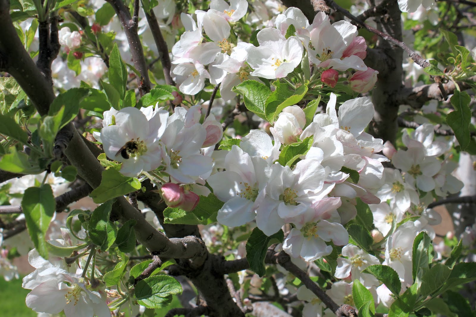 My Mountain Garden Gleanings: Fruit Trees in Bloom