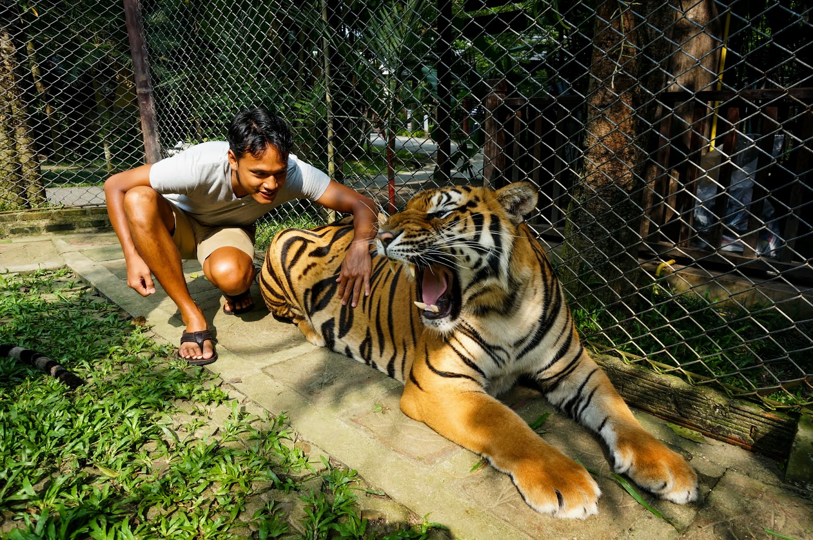 Passport Affairs: TIGER KINGDOM