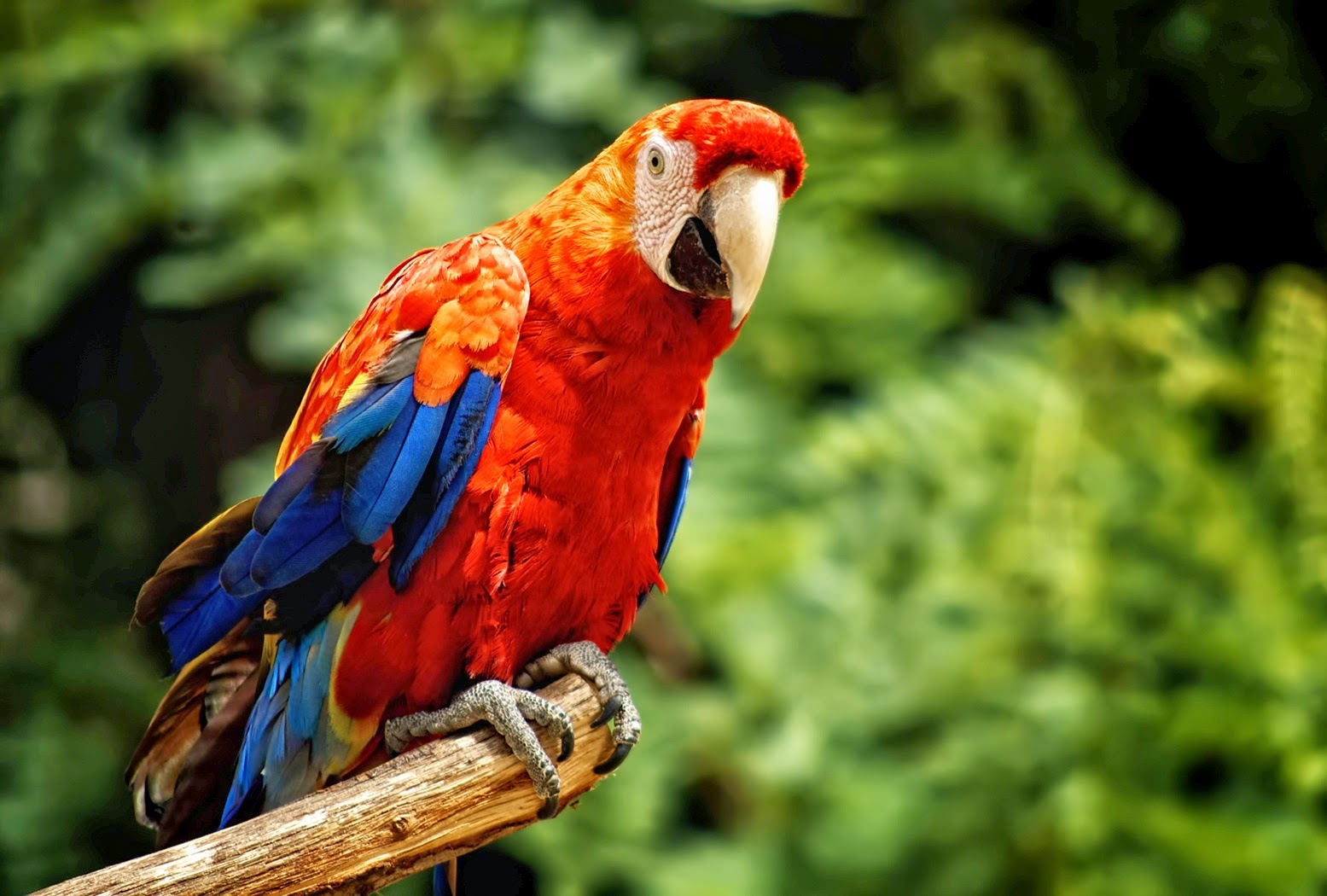 Animais Que Vivem No Amazonas - RETOEDU