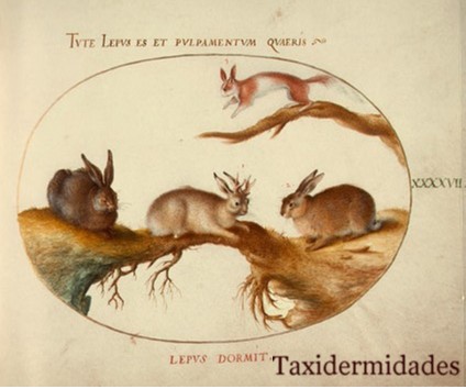 El "jackalope", "Wolpertinger" o lebrílope. | Taxidermidades