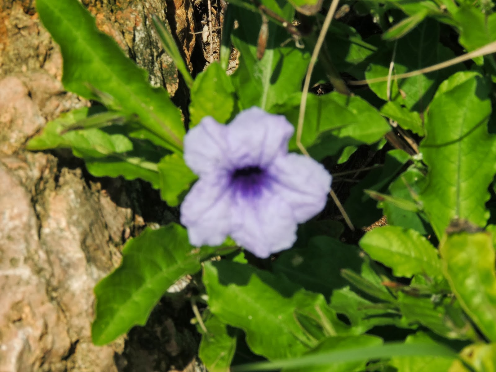 INVENTARIO DE ESPECIES EN EL SECTOR EL PASTILLO ISABELA, PUERTO RICO ...