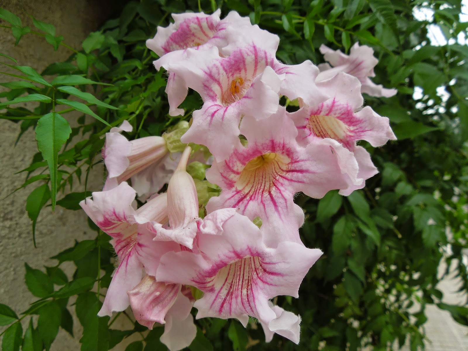 BIGNONIA ROSA - BOTÀNIC SERRAT