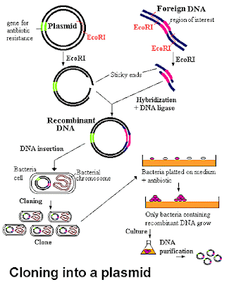 Michelle's Biology (:: 5.13 Recombinant DNA