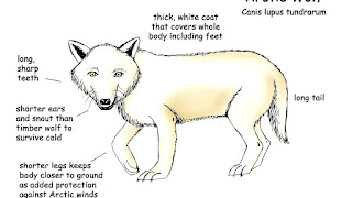 Life Cycle Of Gray Wolf Grey - Grey Choices