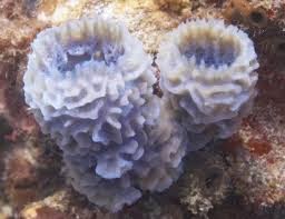 Klasifikasi Sponge | Dunia KU