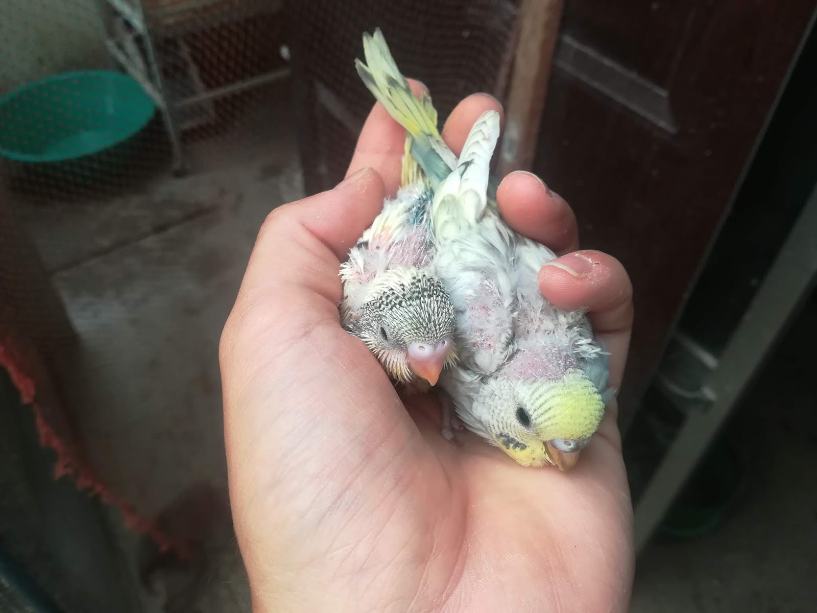 Cantinho das Aves: Os meus Periquitos de cor bebes