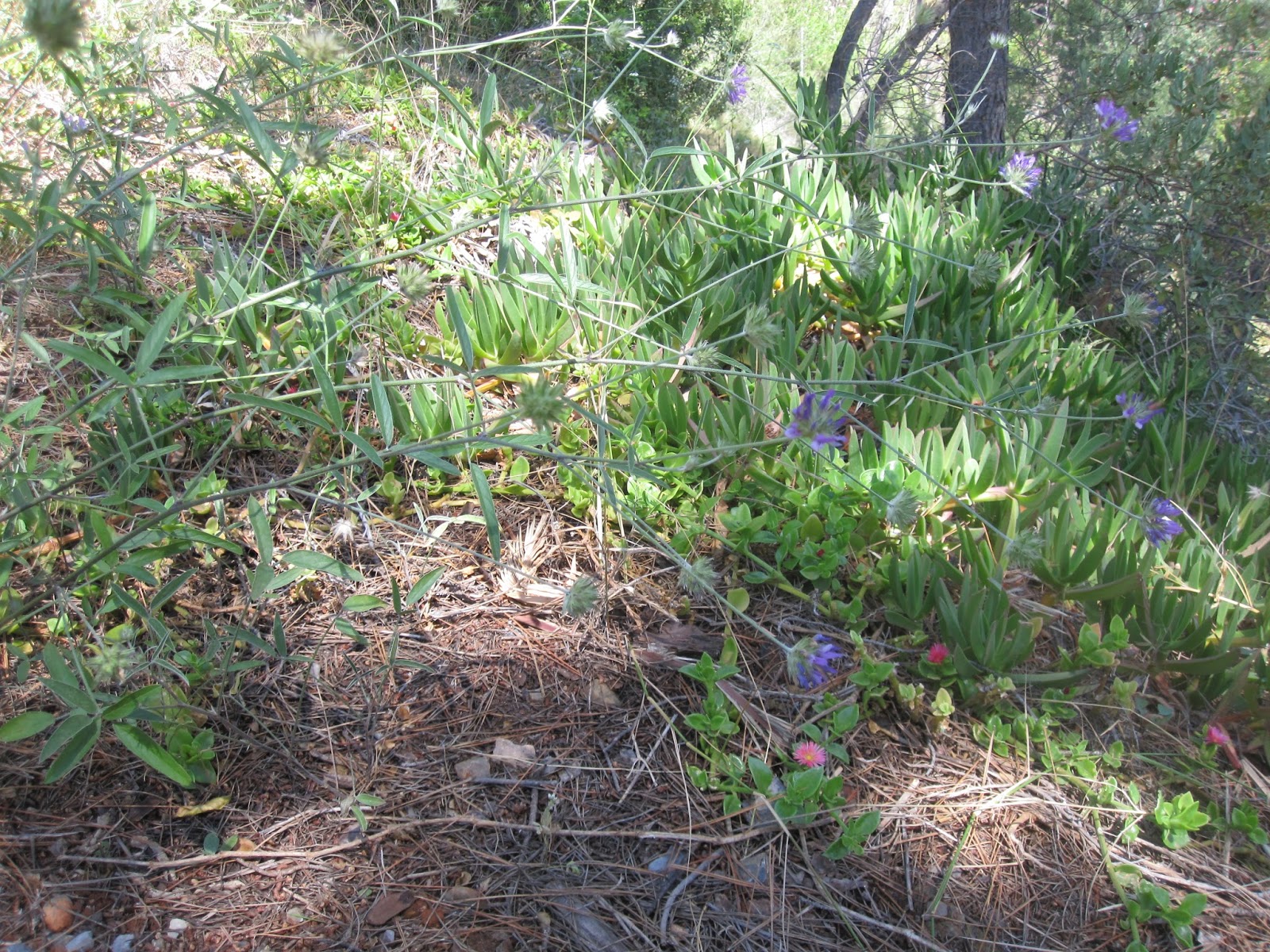 Universo Botánico: Bituminaria bituminosa (L.)C.H. Stirt. (Trébol hediondo)