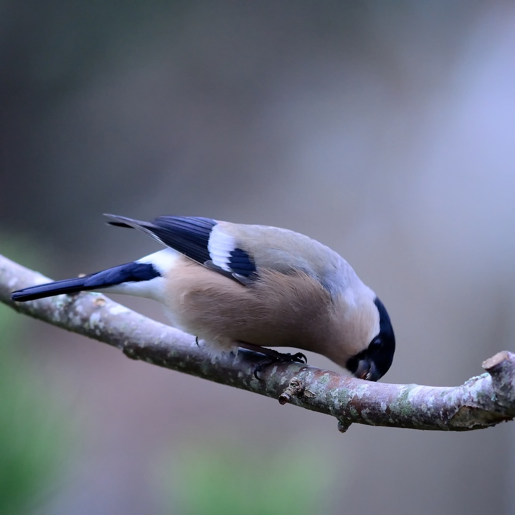 Knuts fugleblogg: Dompap (Pyrrhula pyrrhula)