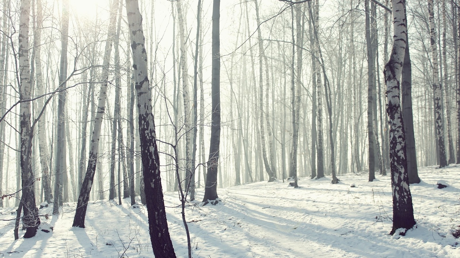 Fondo de Pantalla Paisaje Bosque nevado - Mis fondos en HD