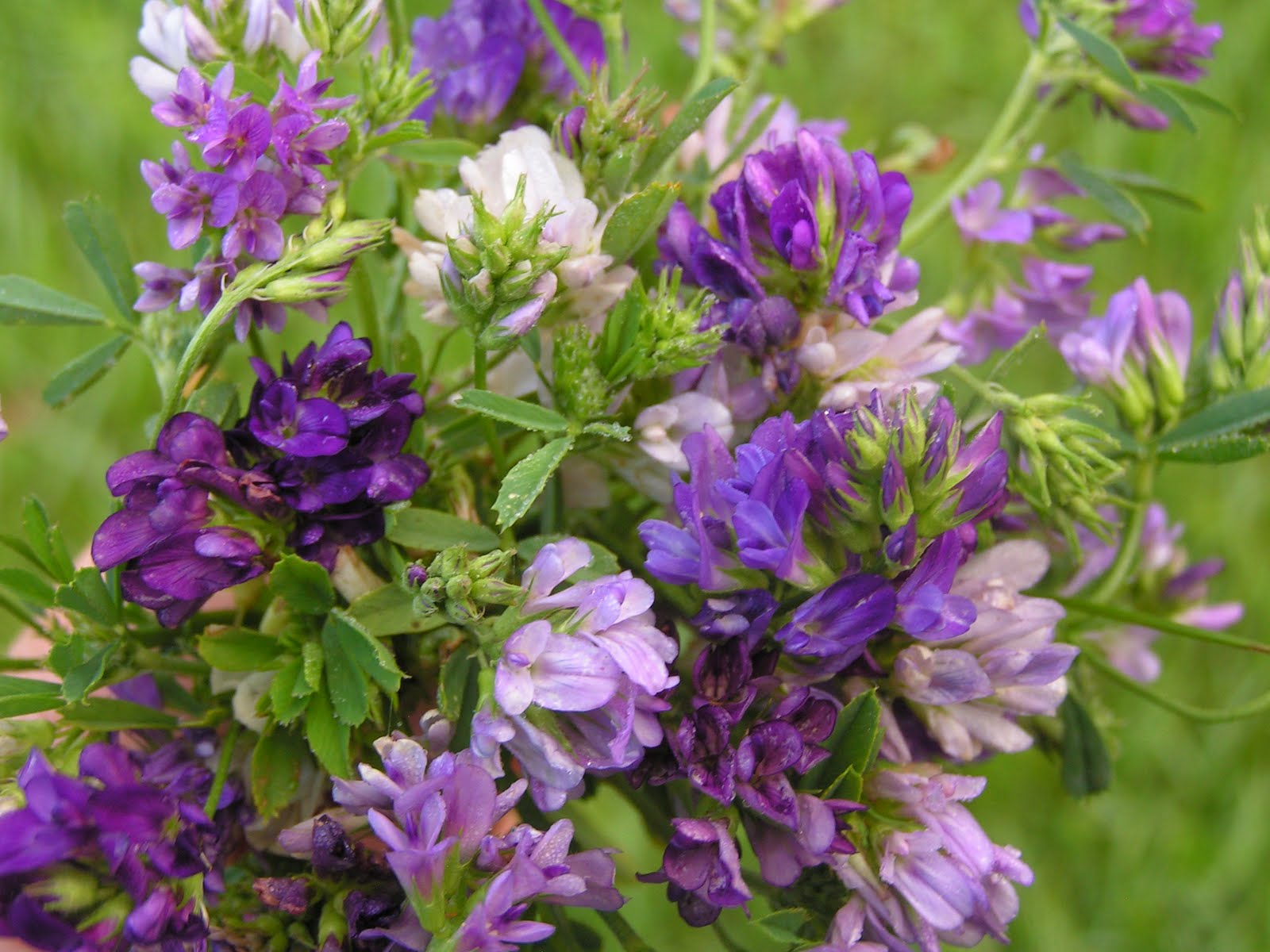 Rambling Anne: farm mornings and lesson learned