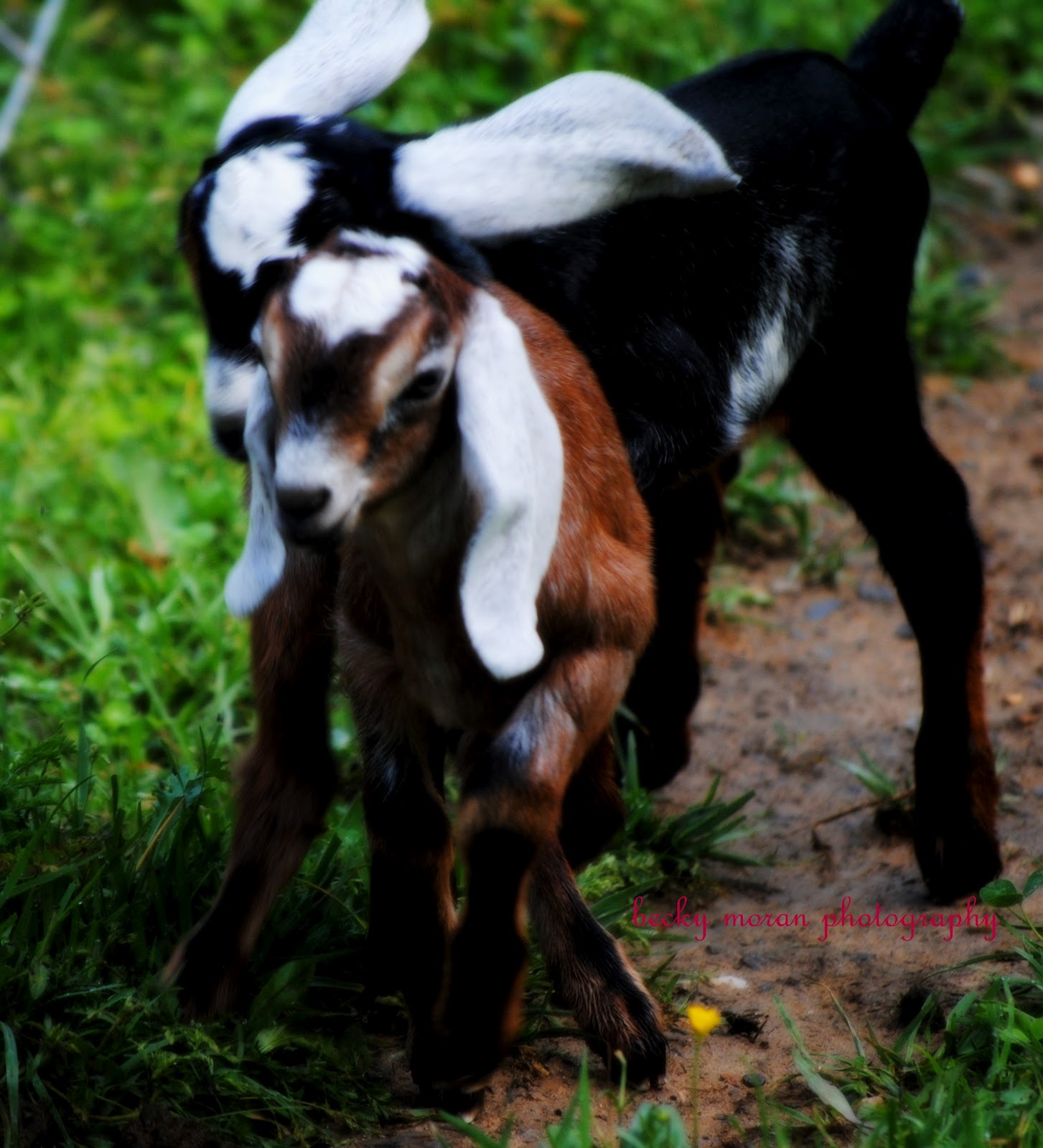 sunny morning farm: About those famous goats of mine....