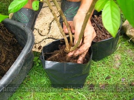 Practical Gardening: Propagation by Root Division (Rangoon Creeper)