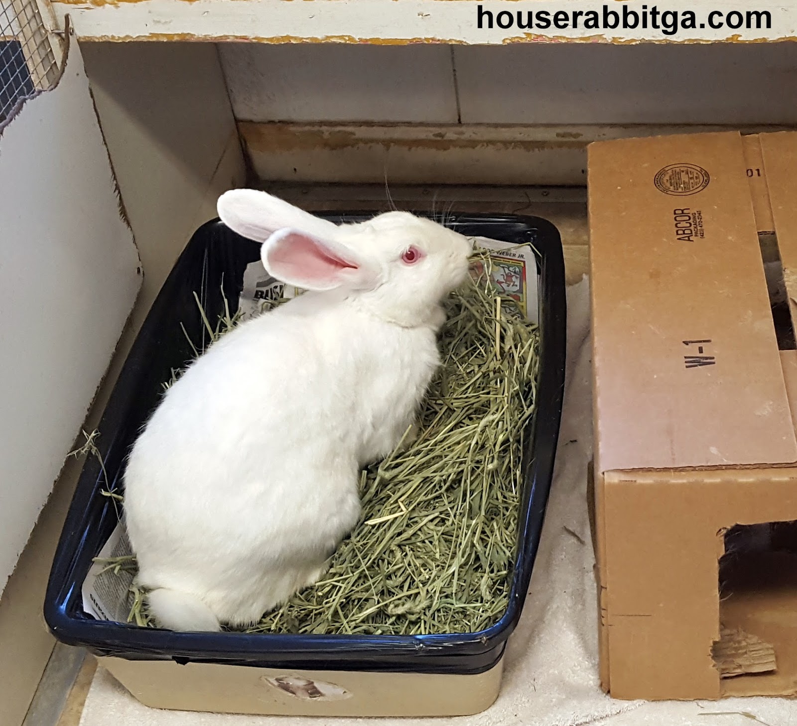 Rabbit Ramblings: Adoptable bunnies at the Georgia House Rabbit Society