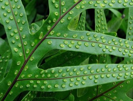 Kauai Landscaper | No Ka Oi Landscape Services Blog: Laua’e Fern