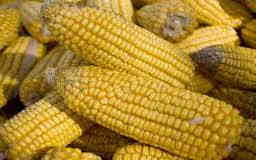 7 Macam Jenis Jagung Yang Cocok Untuk Perkebunan di Indonesia - Anak Tani