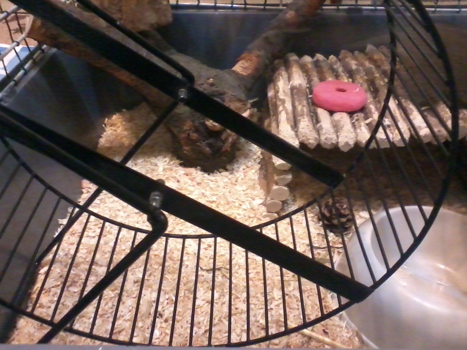 Veverita Degu (Octodon Degus): CUSCA PENTRU VEVERITA DEGU