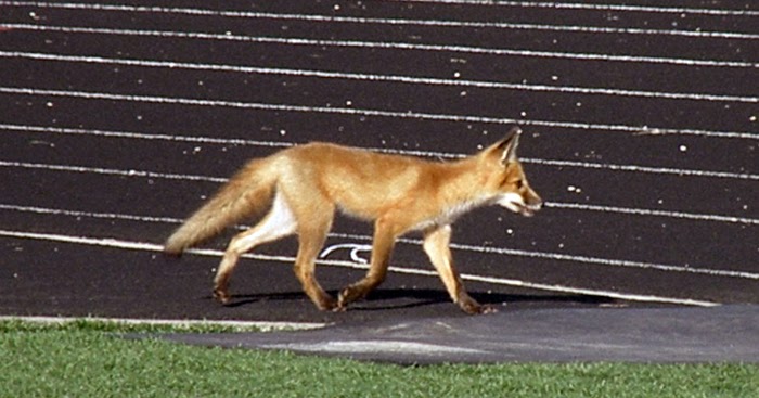 Kansas City Kansan: PHOTO: A fox on the Pirate ship