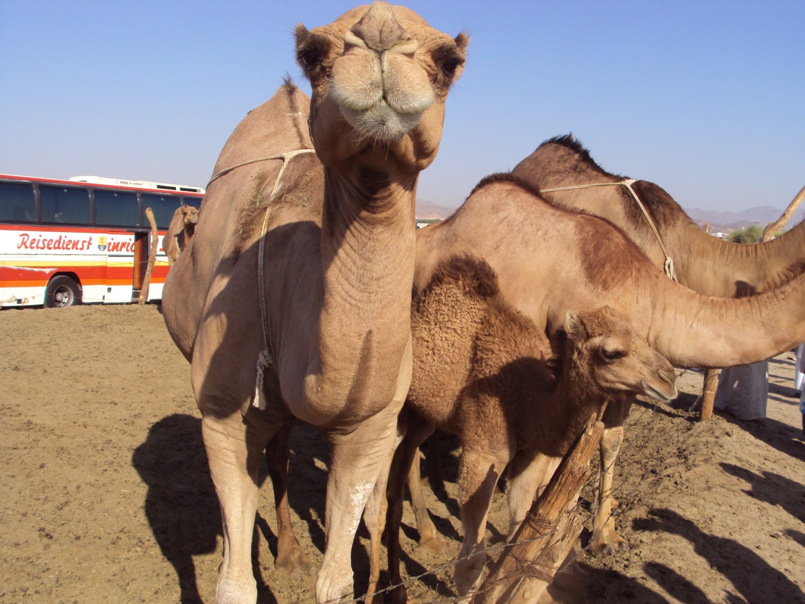 Atuk: LADANG UNTA DI HUDAIBIAH