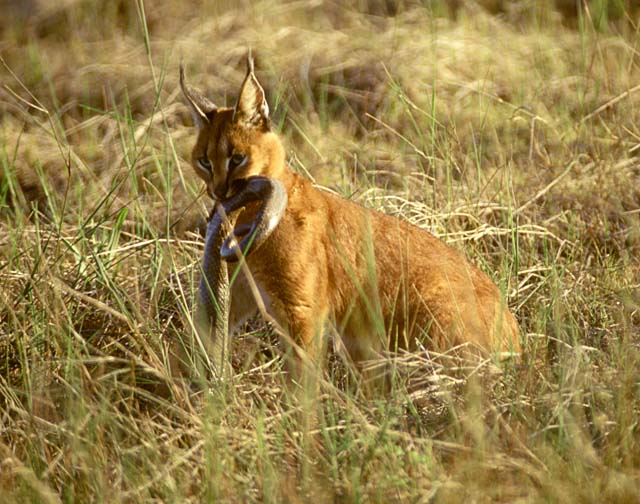 Caracal | The Life of Animals