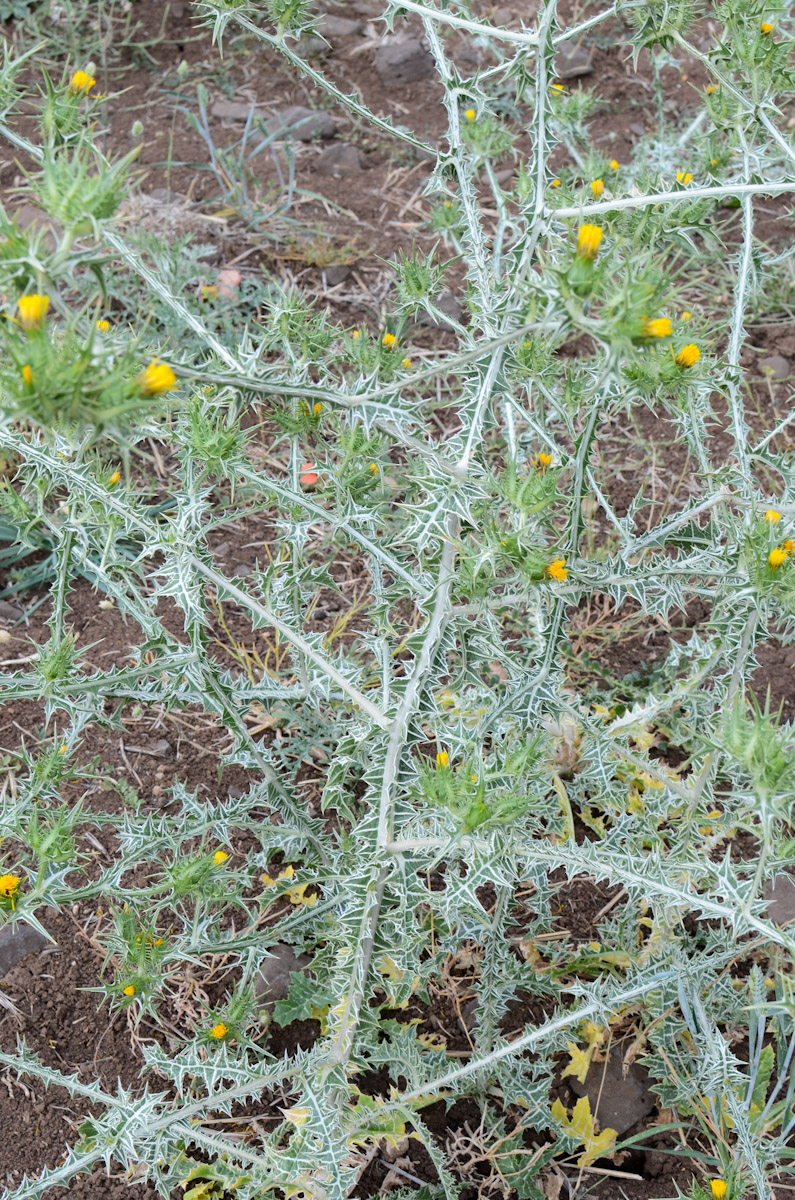 ALMANAQUE NATURAL: La Sagra