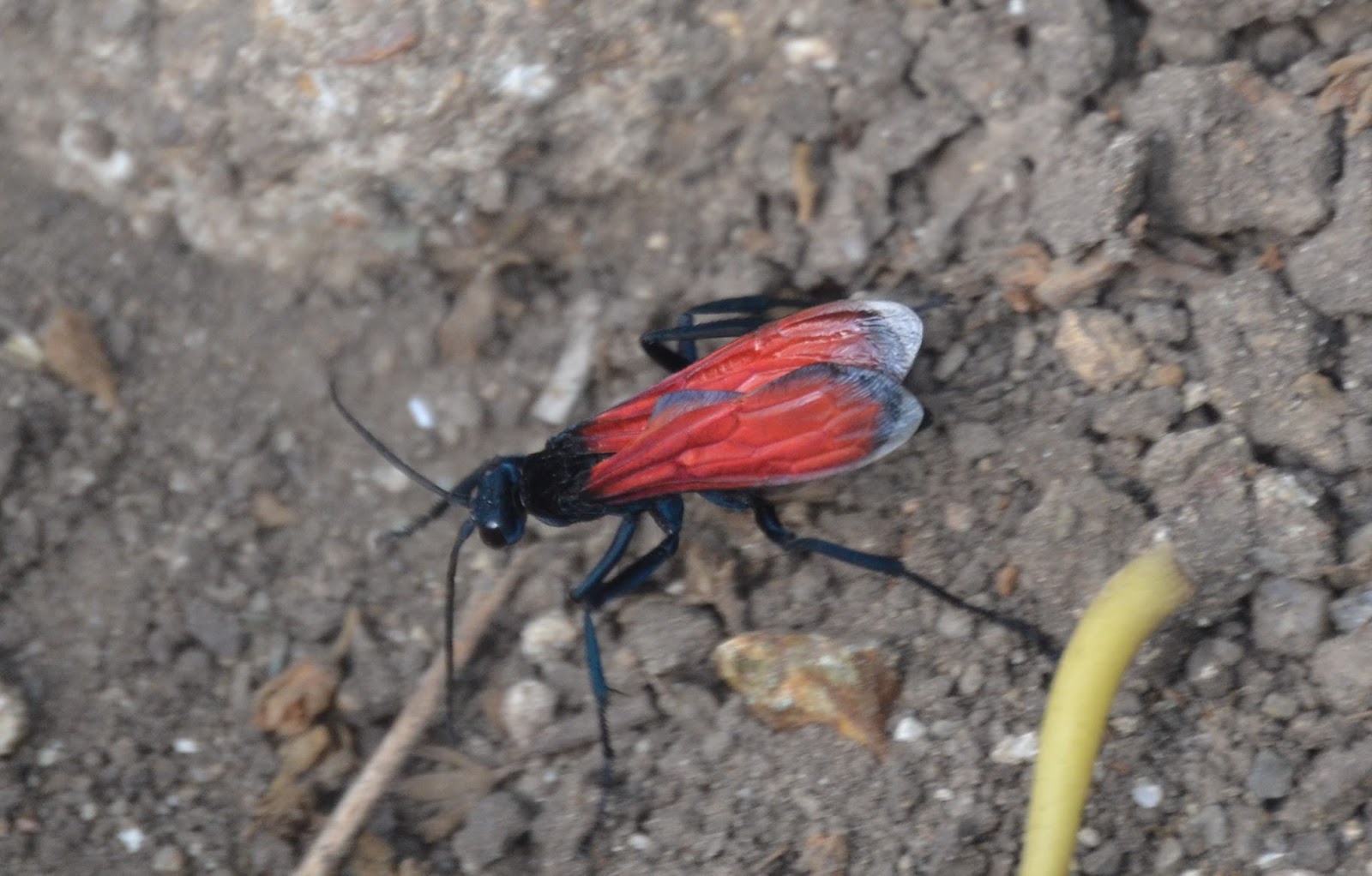 Mata Cacata o Avispa halcón | Fauna Dominicana